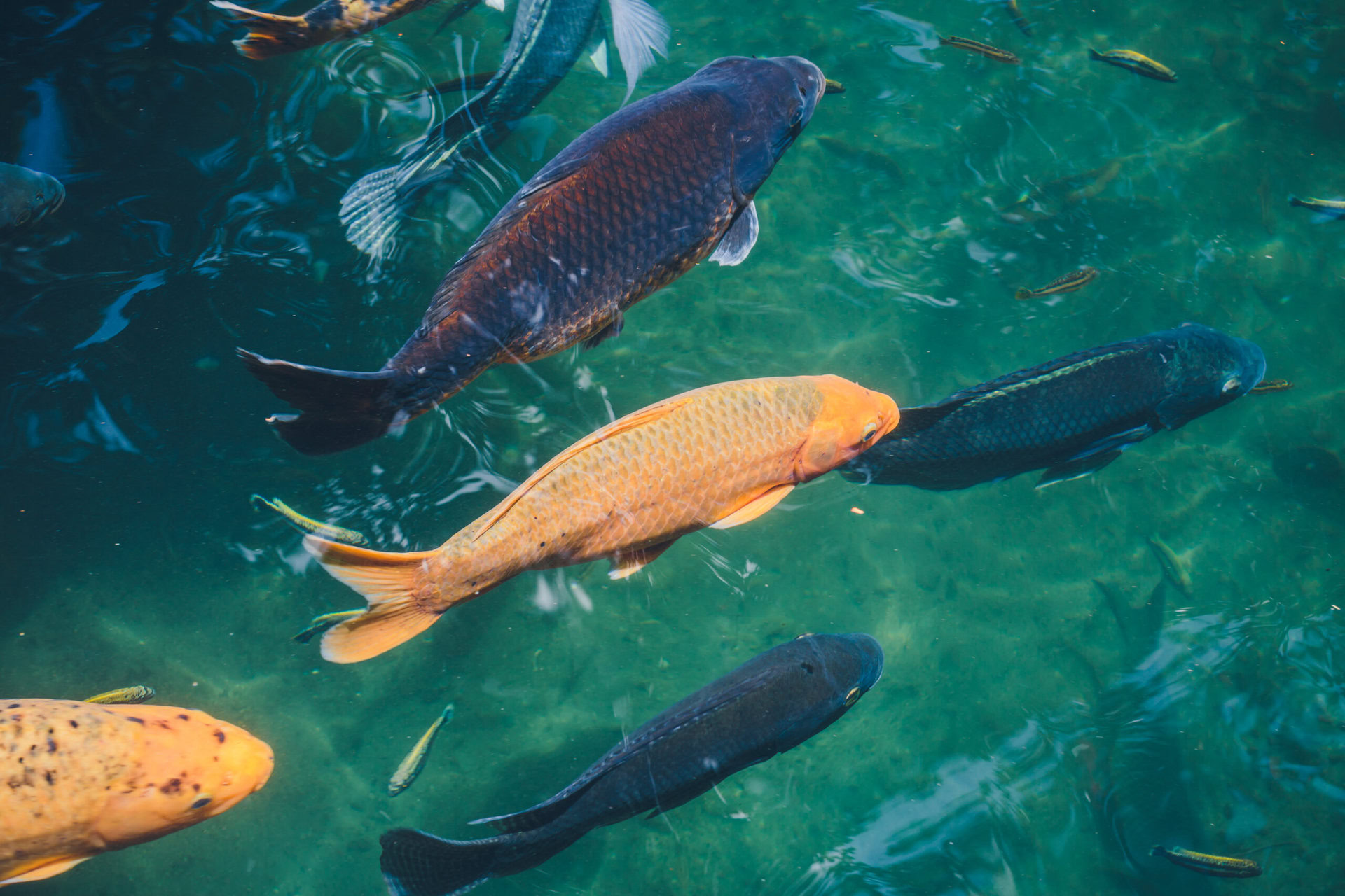 What Fish Are Running in the St. Joe River in Spring? - Penrod & Reel